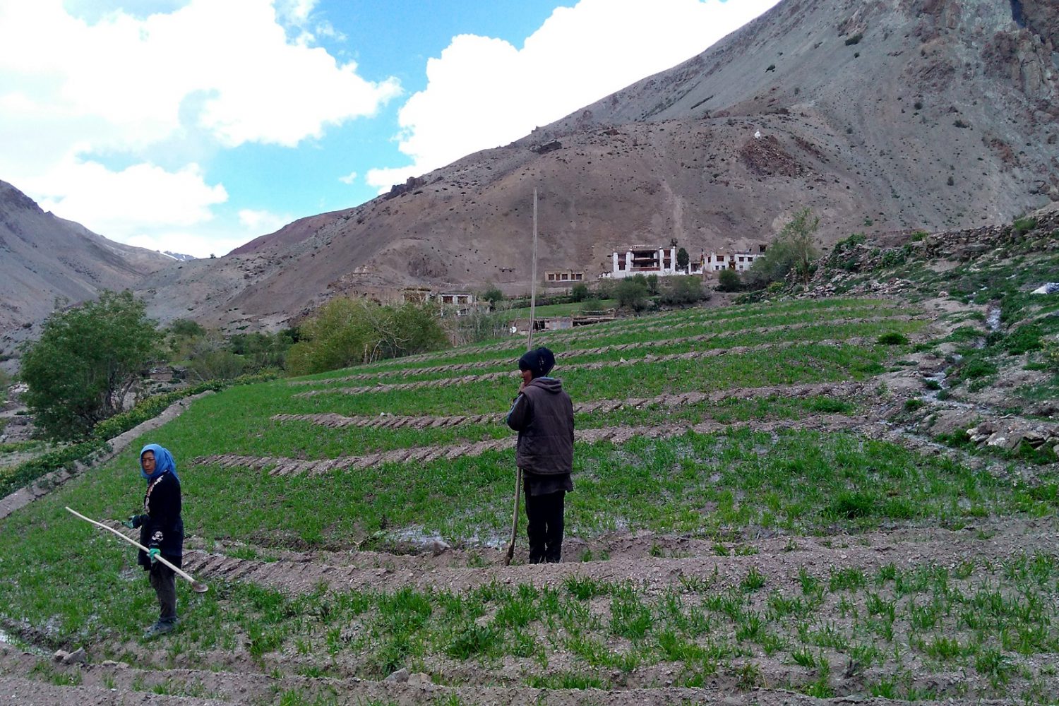 Farmstay – Farming in Ladakh – Mountain Homestays