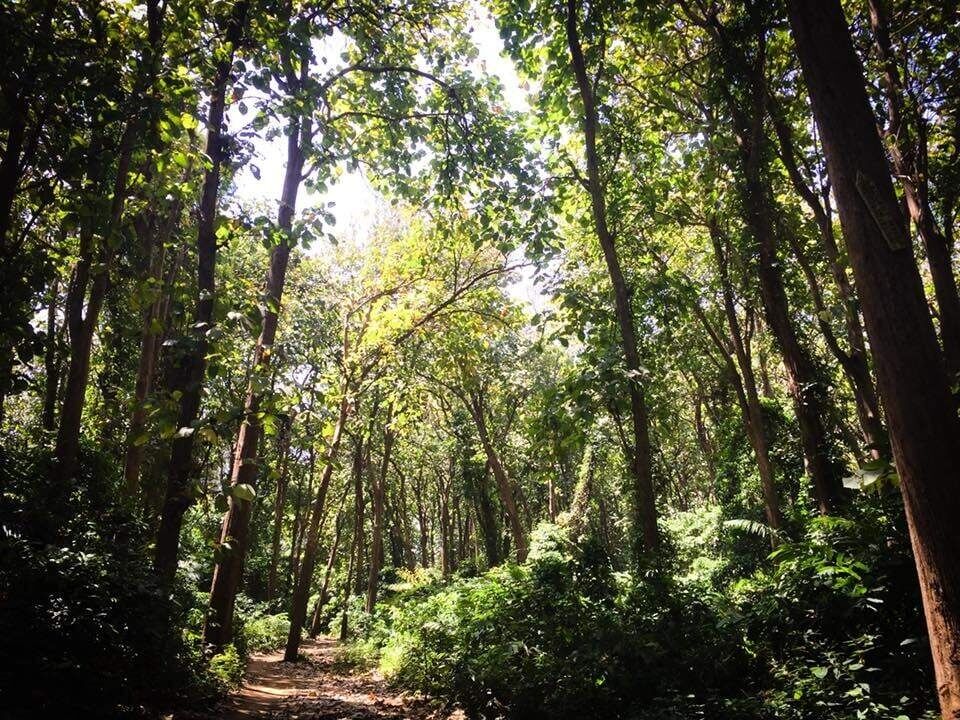 The Forest Homestay - Mountain Homestays